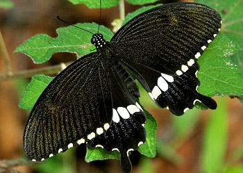 凤蝶科 Papilionidae 中国动物学科普